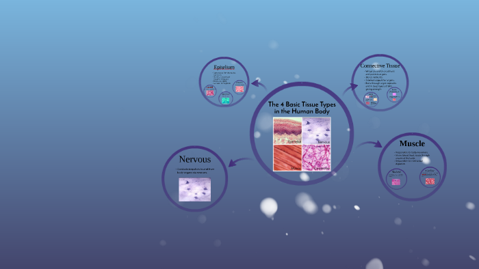 The 4 Basic Tissue Types in the Human Body by Sandra Lorente on Prezi