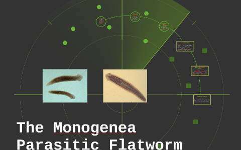 The Monogenea Parasitic Flatworm by Christopher Shaddock on Prezi