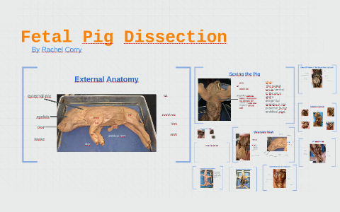 Fetal Pig Dissection by Rachel Corry on Prezi