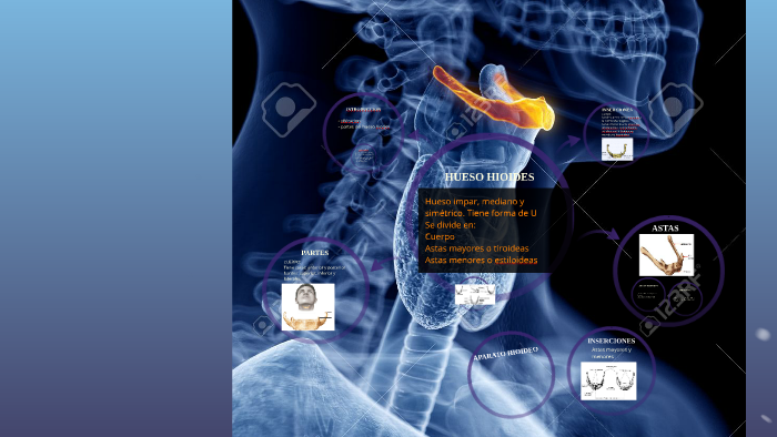 HUESO HIOIDES by ita ojeda on Prezi