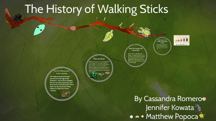 Walking Stick Evolution by Cassandra Romero on Prezi