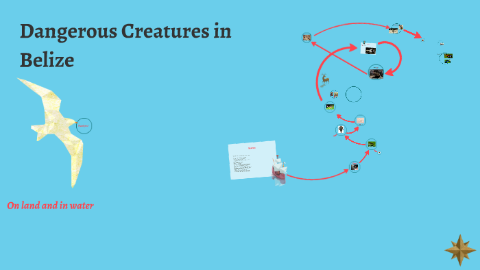 Dangerous Creatures in Belize by Megan Orthmann on Prezi