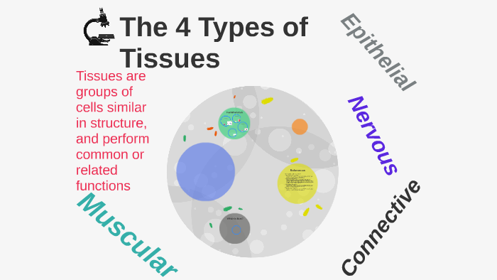 The 4 Types of Tissues by Allisun Crist