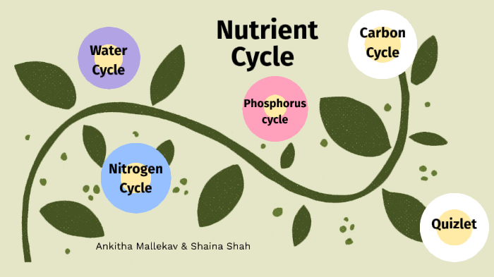 Nutrient Cycle by Ankitha Mallekav on Prezi