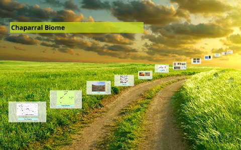Chaparral Biome Project by Brian Hausser on Prezi