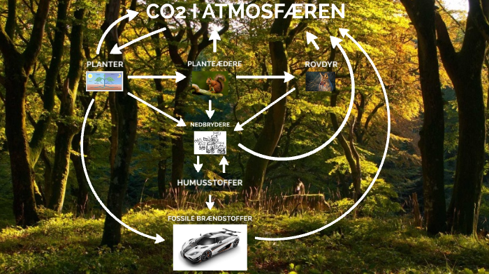 Kulstof - kredsløb by Anna Ellegaard on Prezi