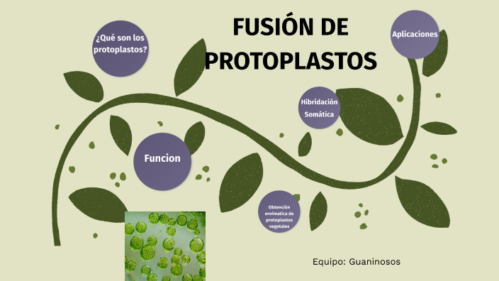 FUSION DE PROTOPLASTOS by Mariana Vargas on Prezi