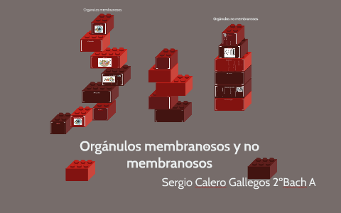 Orgánulos membranosos y no membranosos by Alsemi Bagiri on Prezi