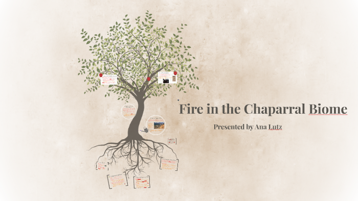 Fire in the Chaparral Biome by Ana Lutz on Prezi