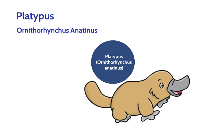 Platypus- Science Research Task by Jessica Carlisle on Prezi