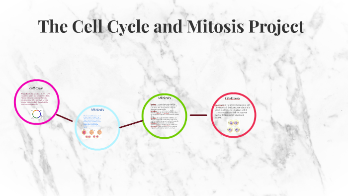 The Cell Cycle and Mitosis Project by kristina drake on Prezi