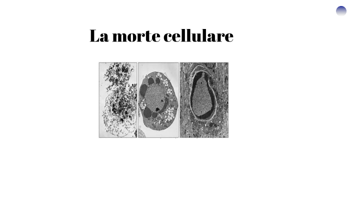 La morte cellulare by Assia Hamraoui on Prezi