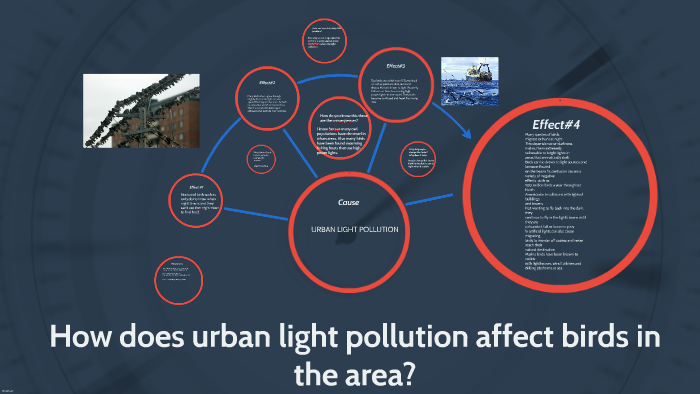 How does urban light pollution affect birds in the area? by Noah Dentinger