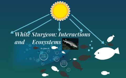 White Sturgeon: Interactions and Ecosystems by Ethan W. on Prezi