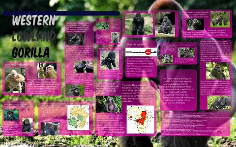 Western Lowland Gorilla by Sam Novak on Prezi