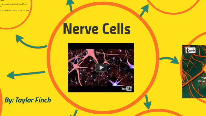 Nerve Cells Presentation by Taylor Finch on Prezi