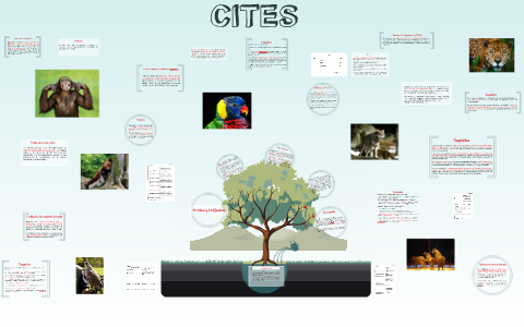 CITES by on Prezi