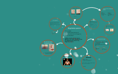 Respiratory system by Jennifer Laity