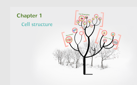 Chapter 1-Cell structure by xinyun a on Prezi