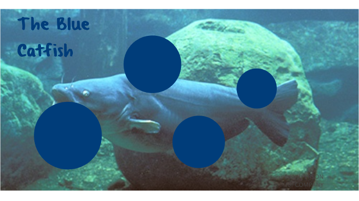 The Blue Catfish by Adam Viener on Prezi