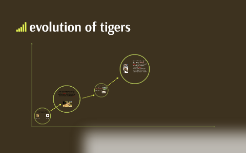 evolution of tigers by austin mansfield on Prezi