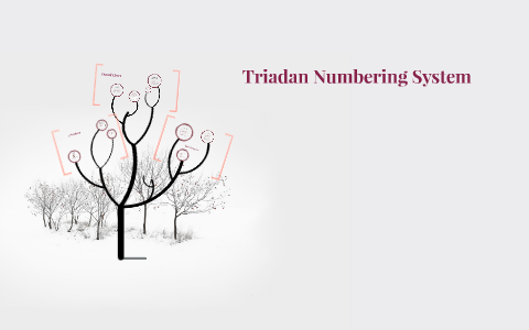 Triadan Numbering System by Lis Brennan on Prezi