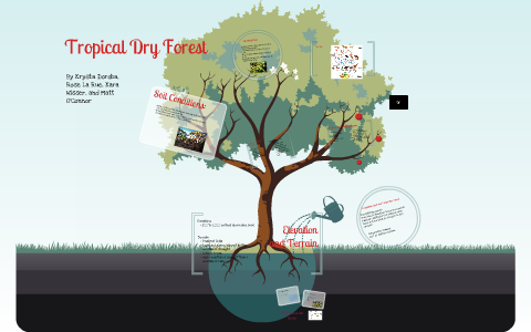 Tropical Dry Forest Biome by Krysta Doroba on Prezi