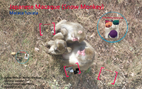 japanese macaque by Snow Monkey on Prezi