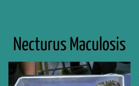 Necturus Dissection by jacob Liesner on Prezi