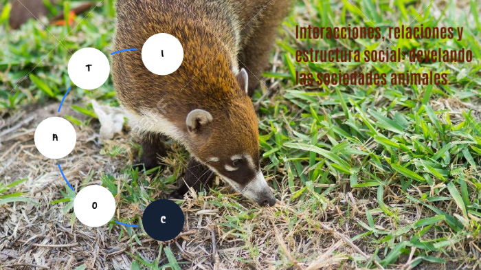 Conferencia: Interacciones, relaciones y estructura social: develando ...