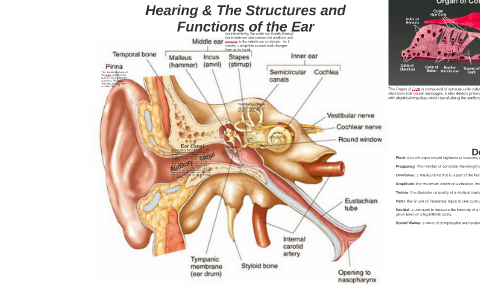 Hearing & The Structures and Functions of the Ear by Grace Rau on Prezi
