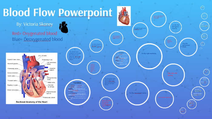 Blood Flow Powerpoint by Victoria Skoney on Prezi
