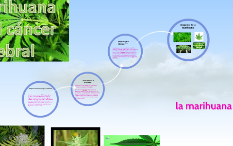 el haborto terapeotico by scarleth chavez on Prezi