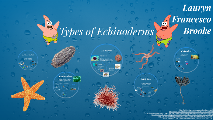 Types of Echinoderms by Francesco Notarianni on Prezi