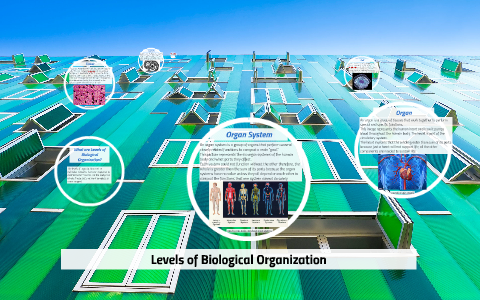 Levels of Biological Organization by Tasha Sekella on Prezi