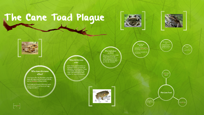 The Cane Toad Plague- Anthony Manariti by Ant mana on Prezi