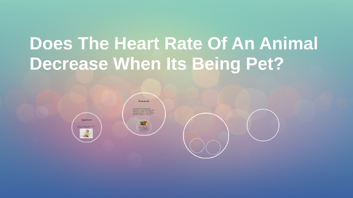Does The Heart Rate Of An Animal Decrease When Its Being Pet by Teagan ...