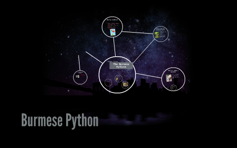 Burmese Pythons by D Fousel on Prezi
