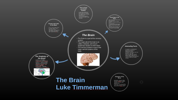 The Brain by Luke Timmerman on Prezi