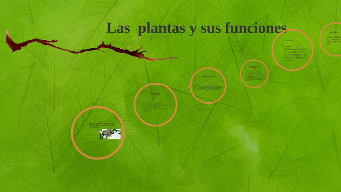 Las plantas y sus funciones by Damaris Castillo on Prezi