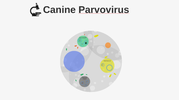 Canine Parvovirus Diagram