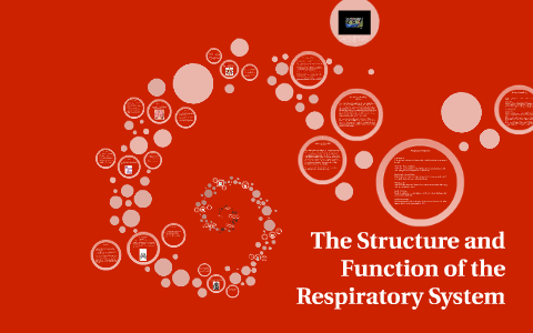 The Structure and Function of the Respiratory System by Jacob Miles on ...