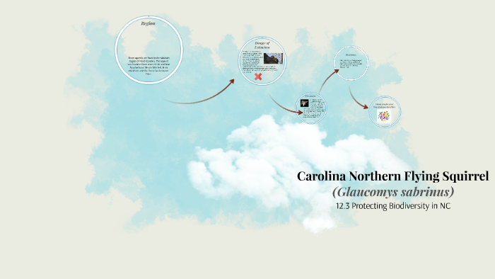 Carolina Northern Flying Squirrel by Jamie Lykes II on Prezi