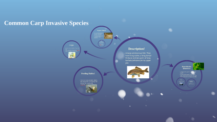 Common Carp Invasive Species by Baylee Stevens on Prezi