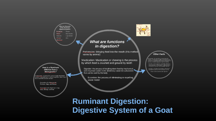Ruminant Digestive System: Goat by Ariel Nichols on Prezi