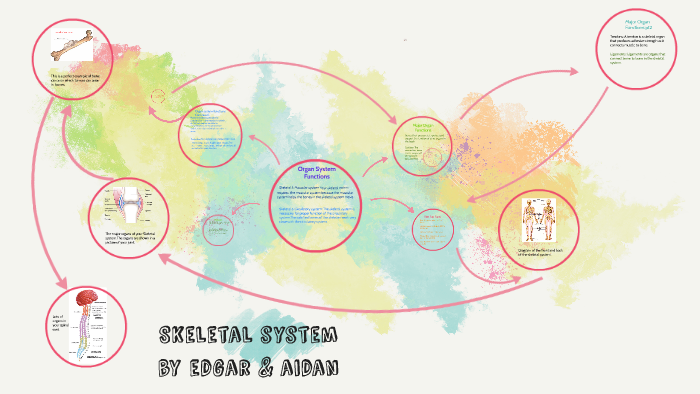 Skeletal system by Edgar Cisneros on Prezi