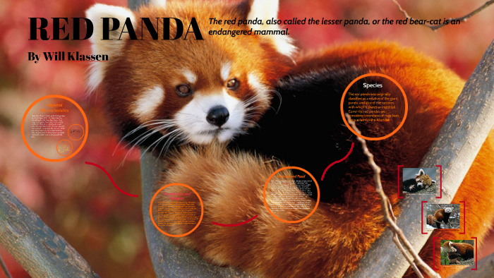 RED PANDA by Will Klassen on Prezi