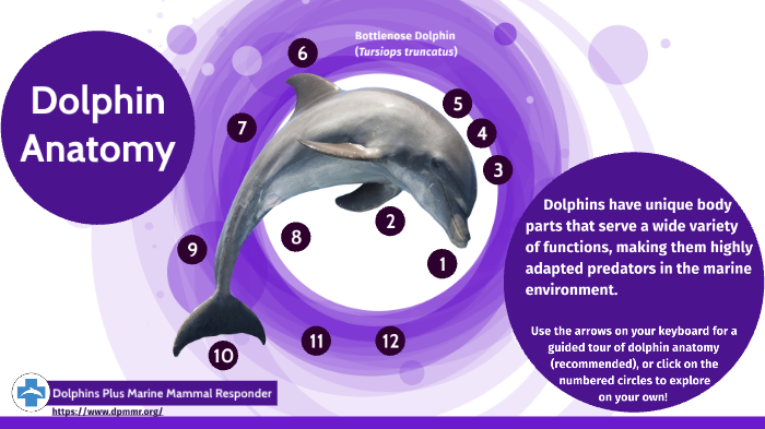 Dolphin Anatomy by Drew Martin on Prezi