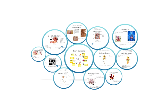 Integumentary System by on Prezi