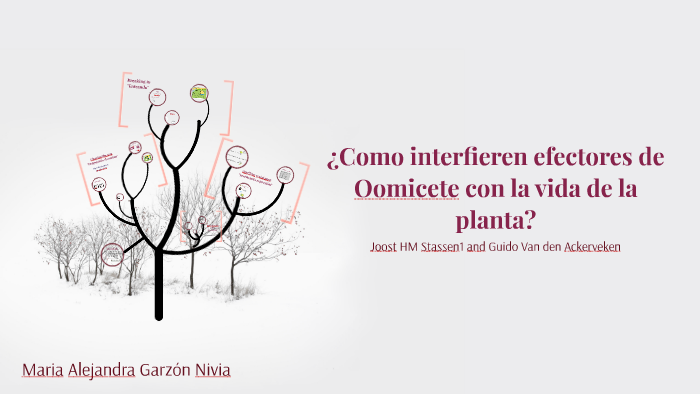 ¿Como interfieren efectores de Oomicete con la vida de la pl by ...